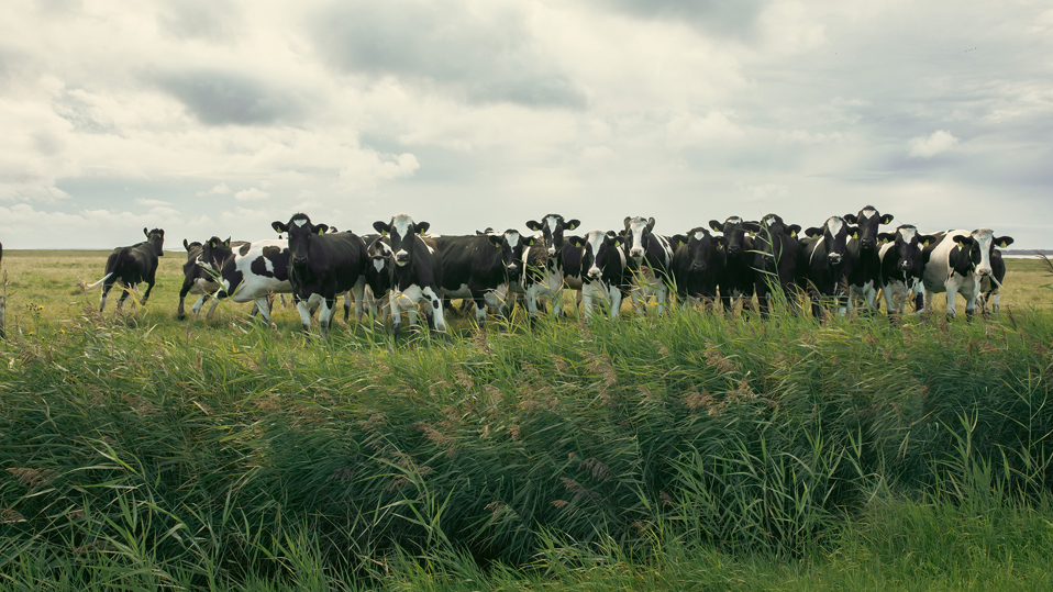 FarmAhead™ Technology | Arla